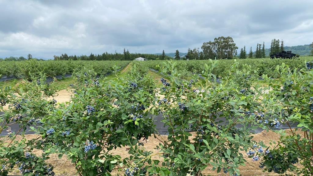 New association puts Georgian blueberries on the map | News | Fruitnet