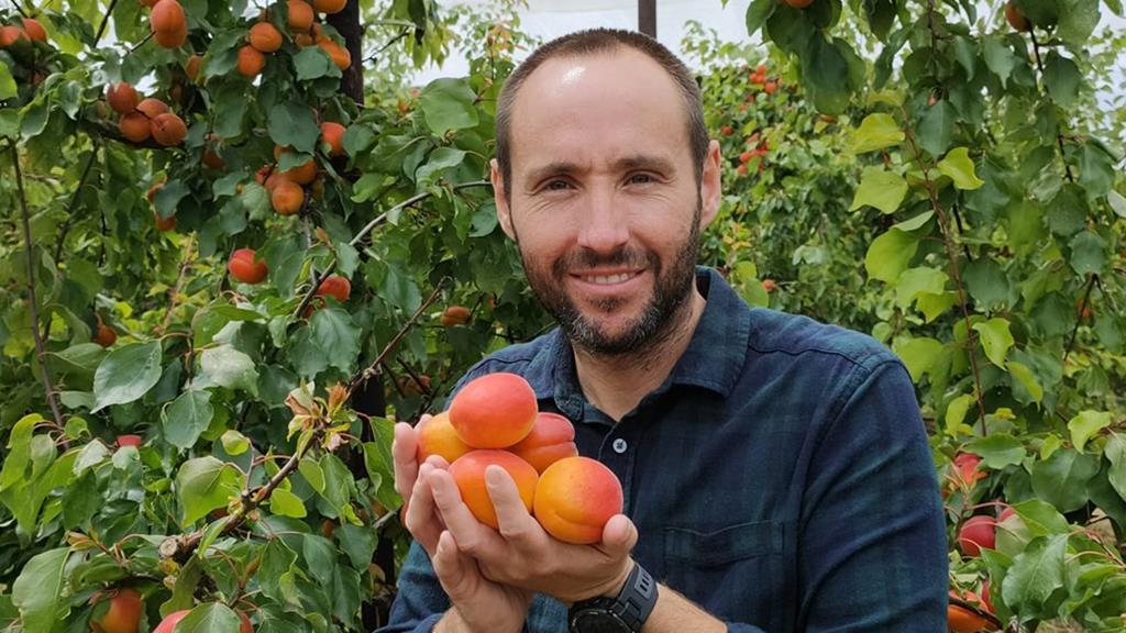 Record British apricot crop hits shelves | Article | Fruitnet