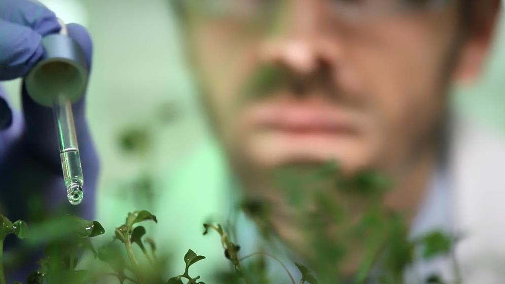 BetterSeeds sees benefits of gene-editing | News | Fruitnet