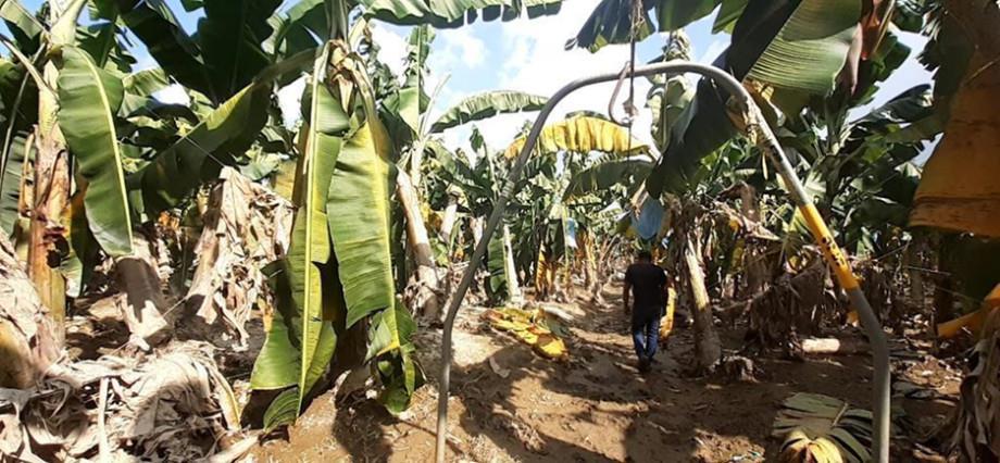 Honduran banana exports slashed | Article | Fruitnet