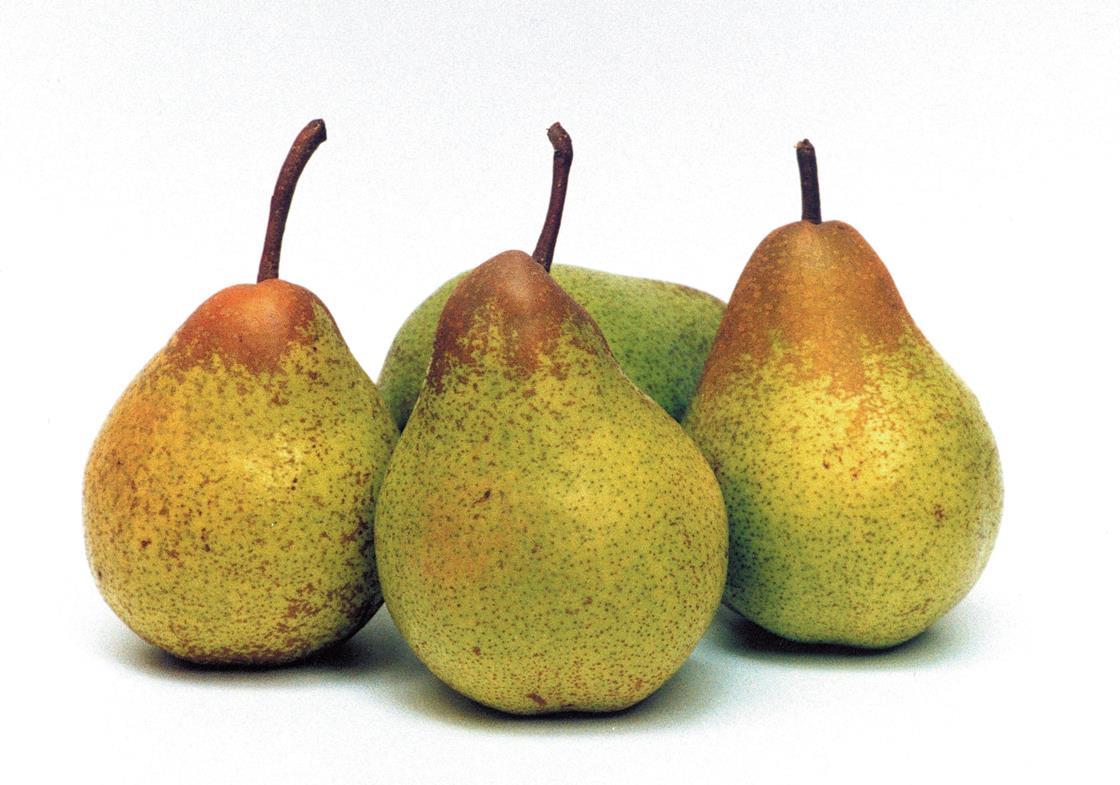 Pear harvest forecast revealed at Interpera | News | Fruitnet