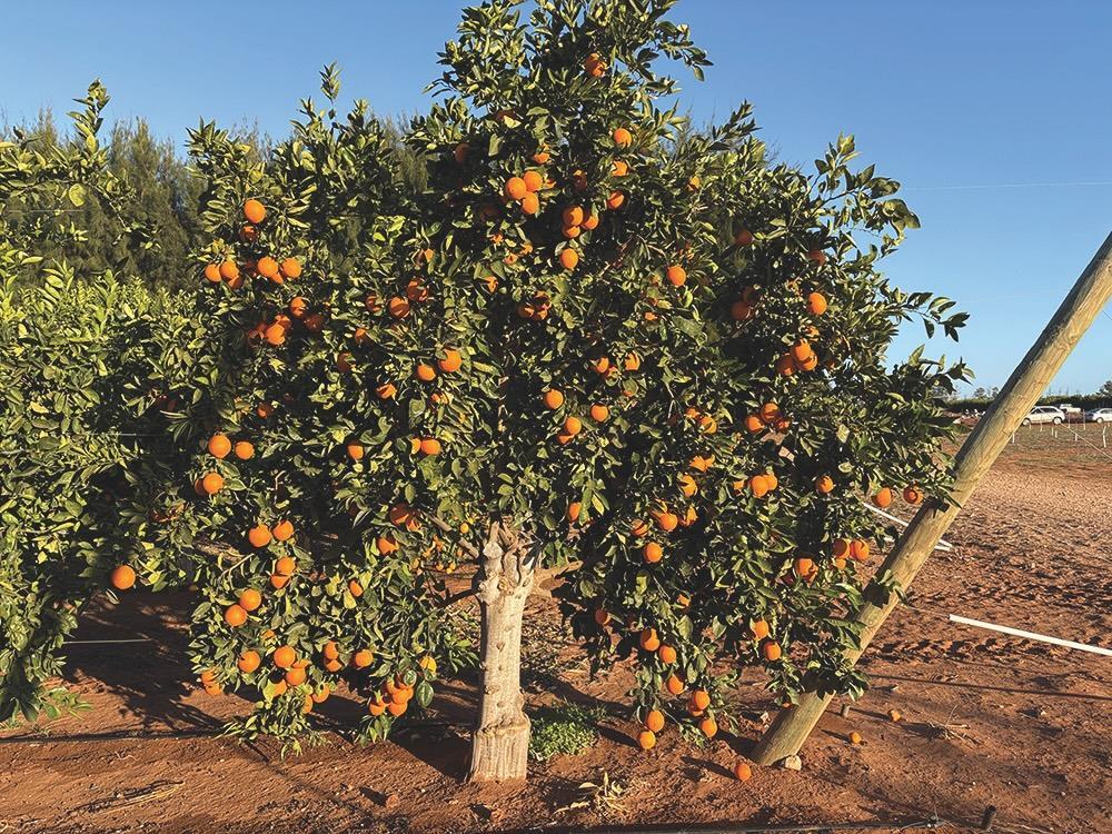 New guide helps Australian citrus growers prepare for innovative ...