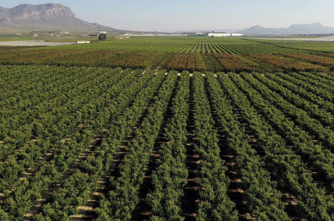 Europe set for slight fall in stonefruit production in 2025 | News ...