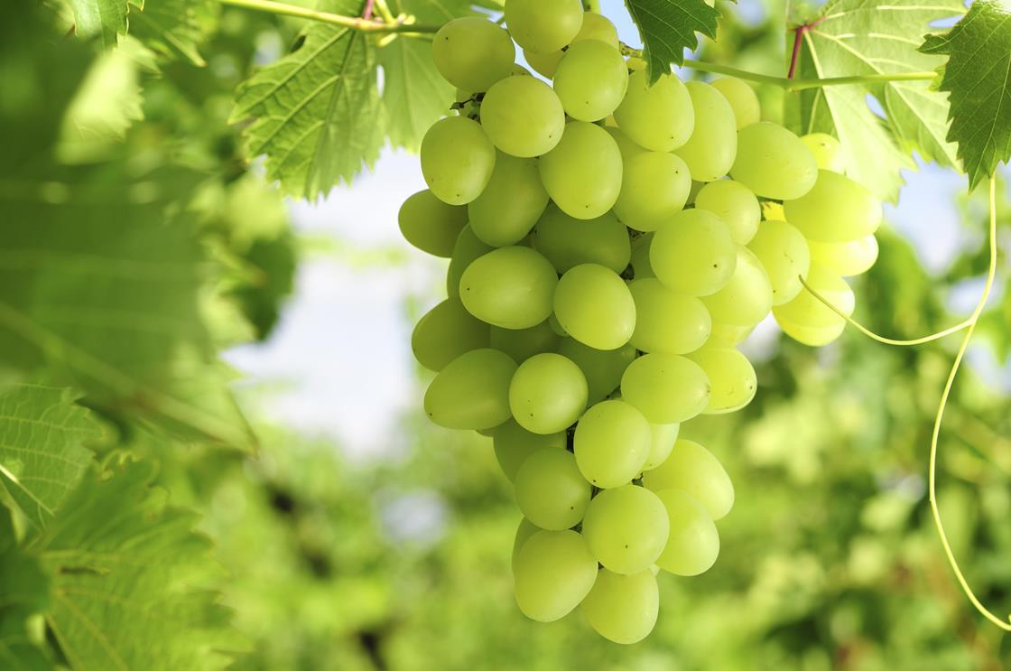 California Table Grape Commission launches global marketing campaign to ...