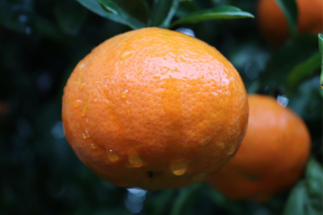 Nova heads up Plus Berries’ new citrus campaign | News | Fruitnet