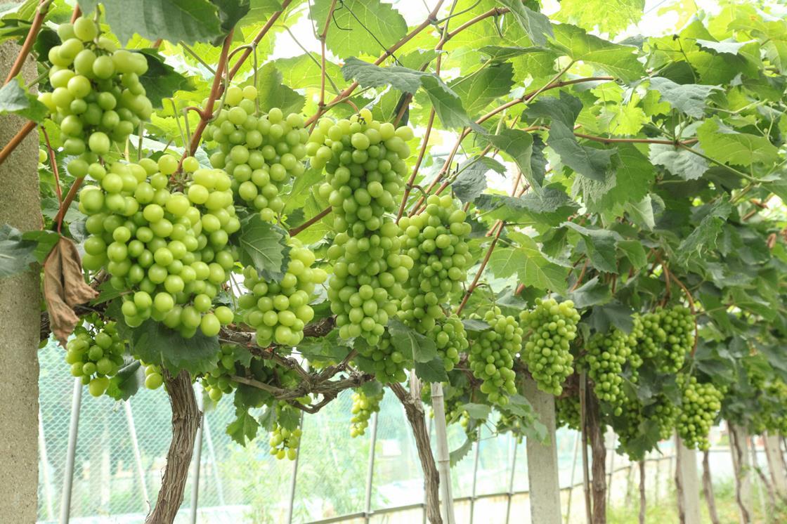 China to match Peru as top table grape exporter | Fruitnet