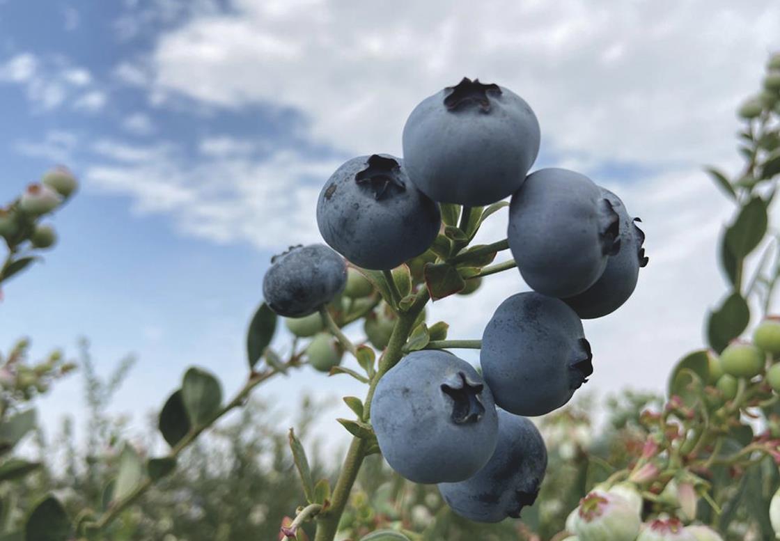 Fruitist ships its first new-season blueberries to China via Chancay ...