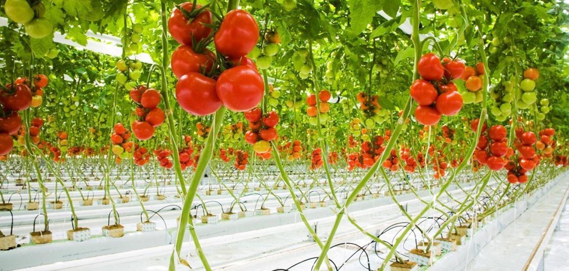 Bama boosts local supply in Norway | Article | Fruitnet