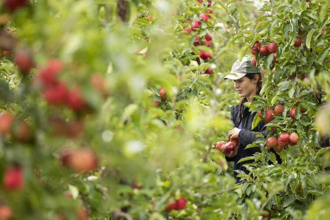 Topfruit growers face two per cent rise in costs | News | Fruitnet