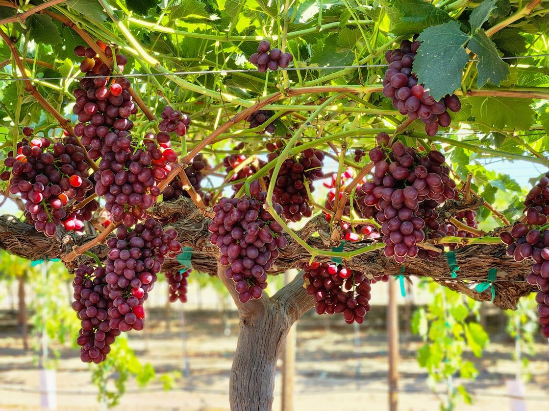 Sun World showcases future of table grapes at 2025 July Field Day ...