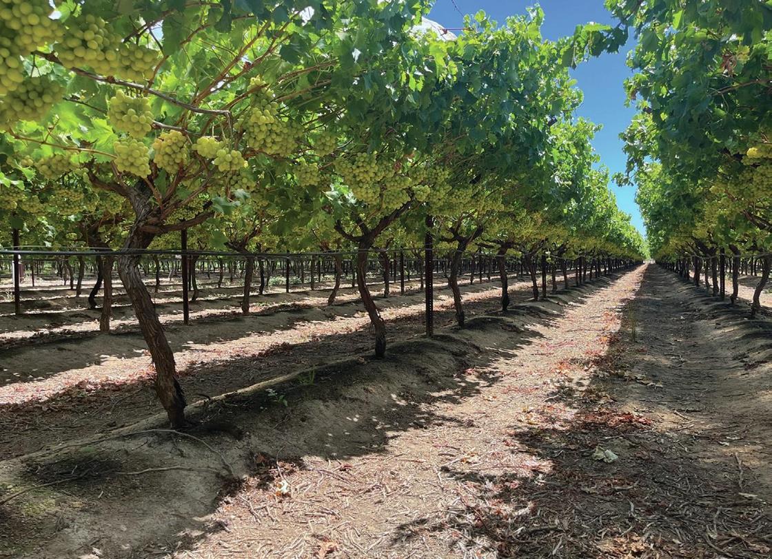 WA Farm Direct and Sun World strengthen table grape relationship in ...