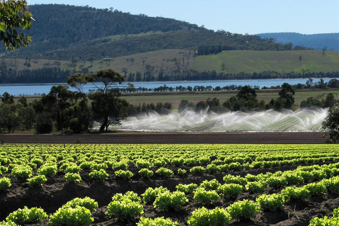 Administrators sell HS Fresh Food to PM Fresh Foods | News | Fruitnet