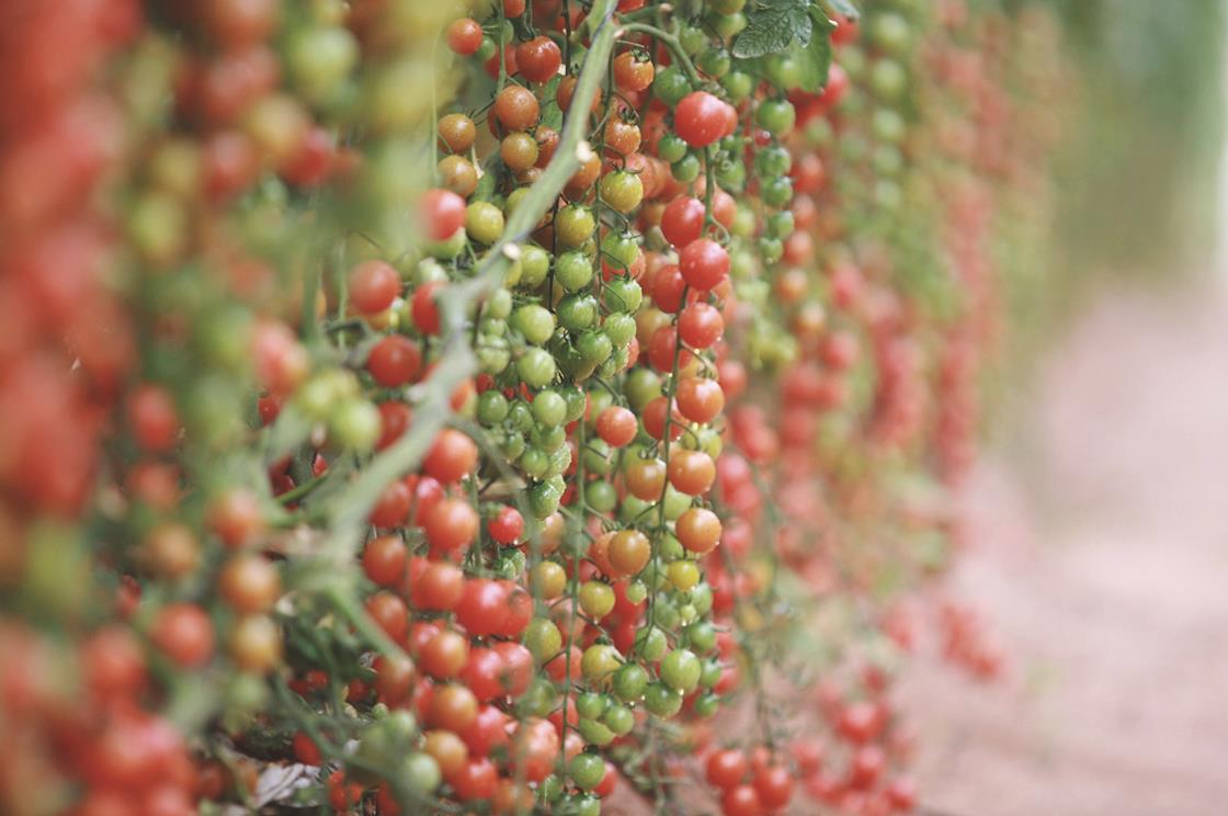 Record year for Moroccan fruit and vegetable exports | News | Fruitnet