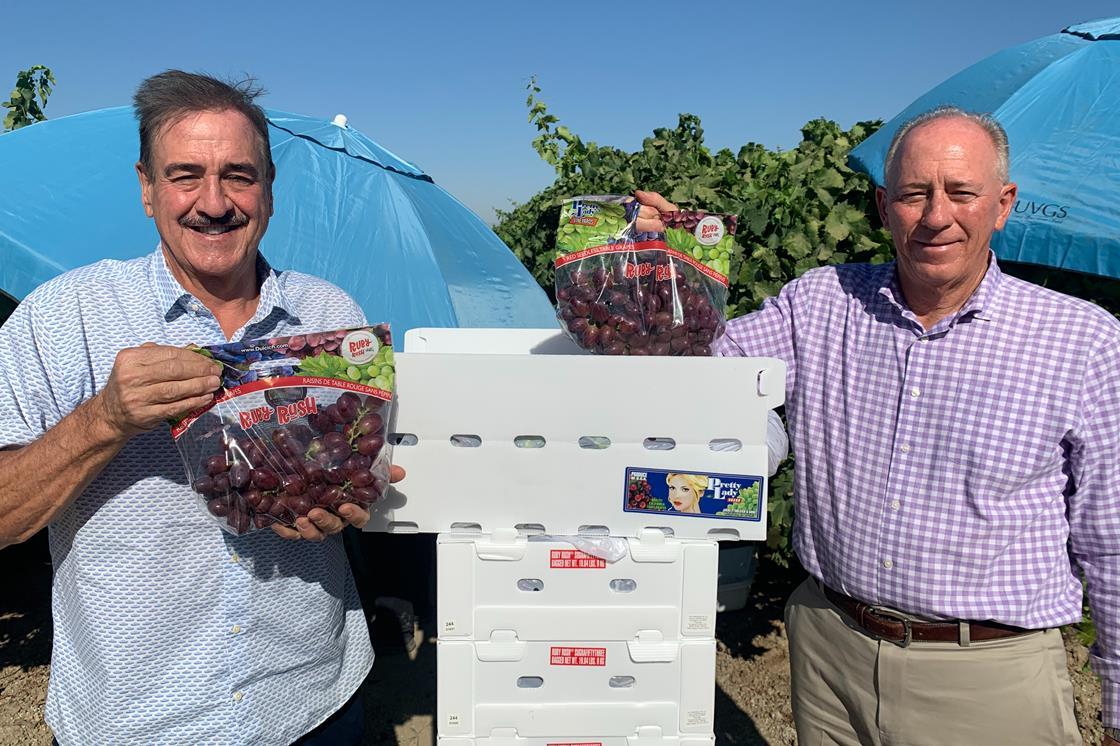 California table grape season underway | News | Fruitnet