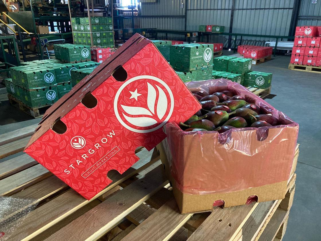 Celina kicks-off 2024 South African blush pear season | News | Fruitnet