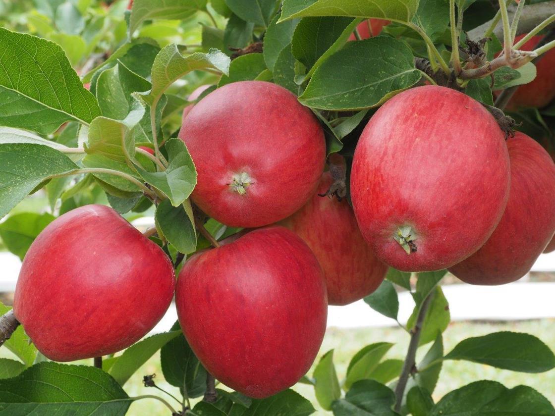 SVM Variety Management secures China court win over PremA280 apple ...