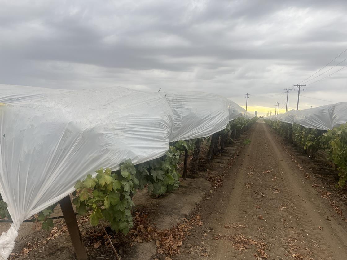 Late-season challenges for California grapes | News | Fruitnet