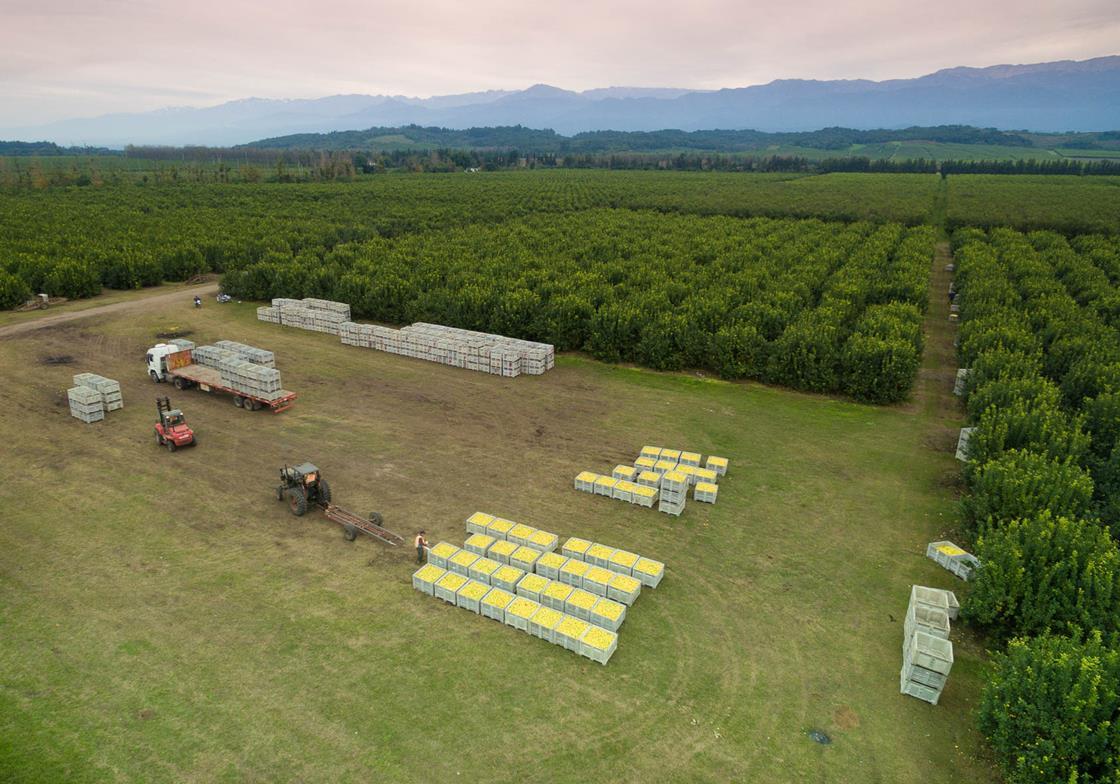 Citri&Co acquires San Miguel’s fresh fruit operations in RSA and Peru ...