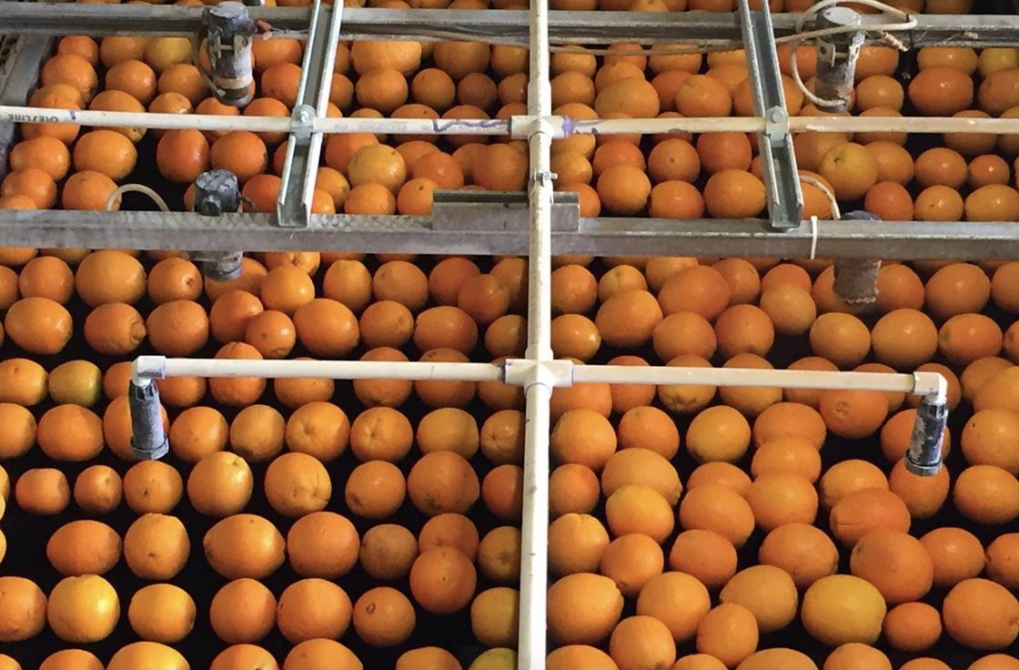 Akorn Technology finalist 2025 UAE FoodTech Challenge postharvest ...