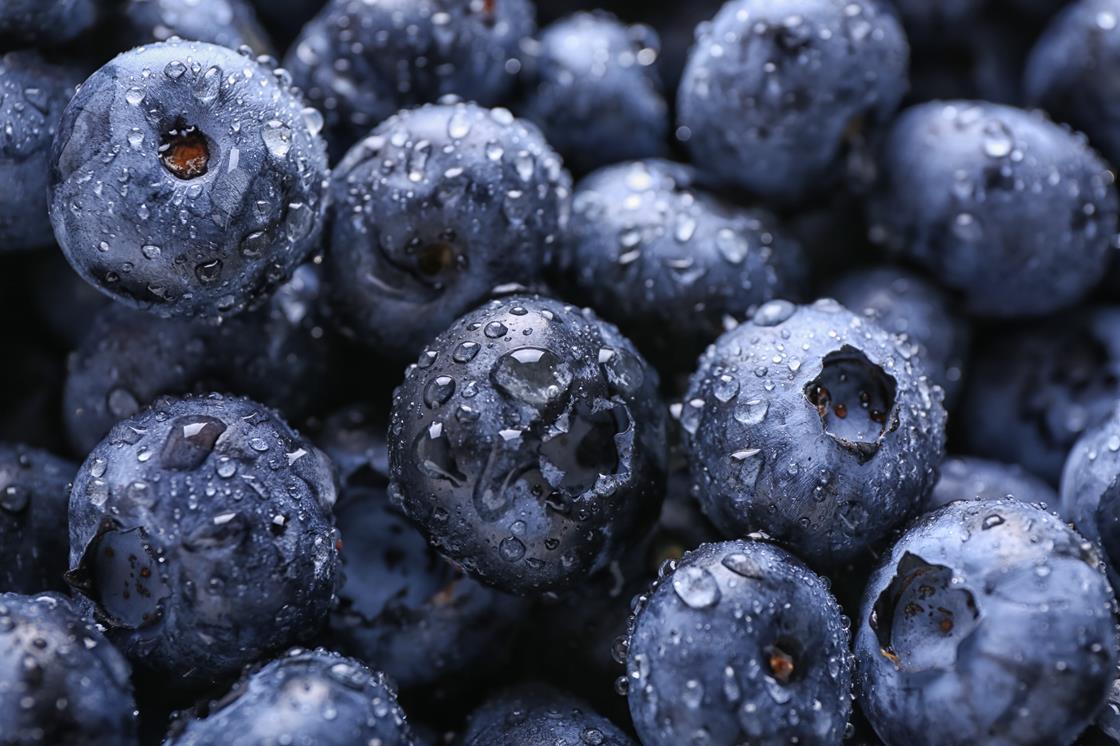 Asocolblue launches Colombian blueberry brand | News | Fruitnet