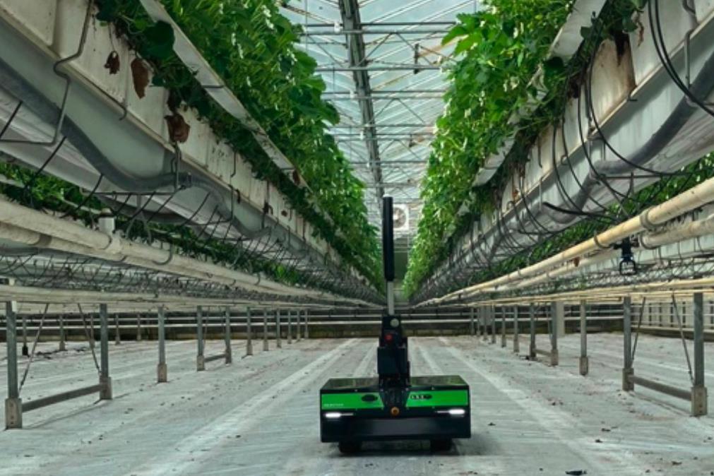 Octiva launches UV-C robot for greenhouses without rails | News | Fruitnet