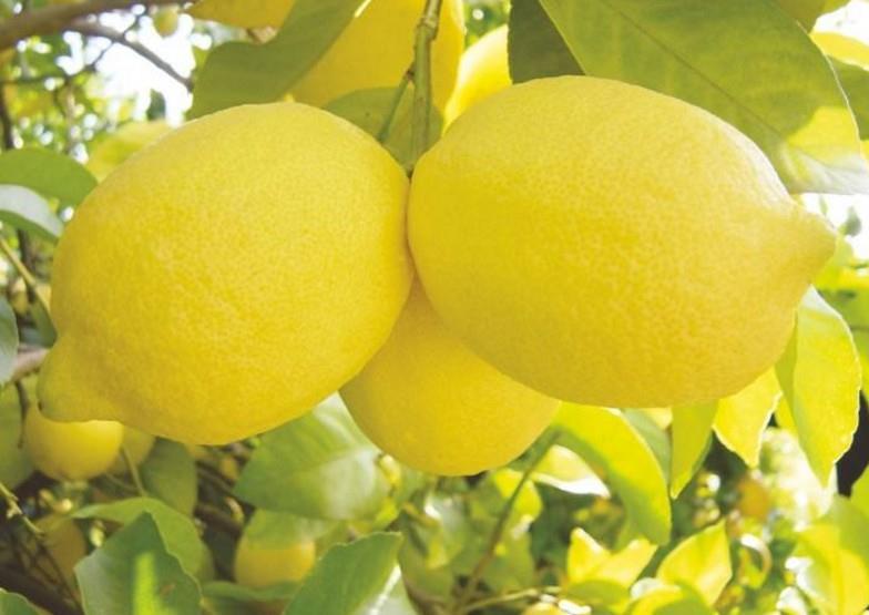 South African lemons head to markets outside Europe | News | Fruitnet