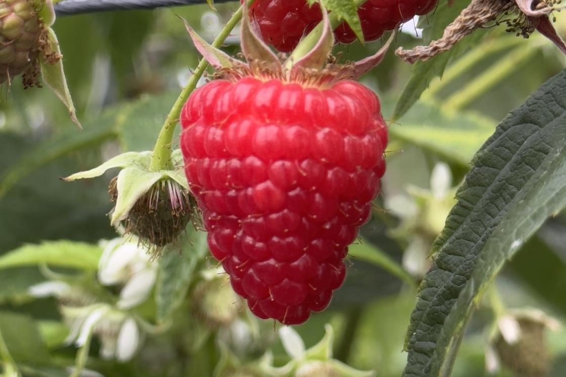 The Summer Berry Company harvests premium Malaika raspberry variety in ...