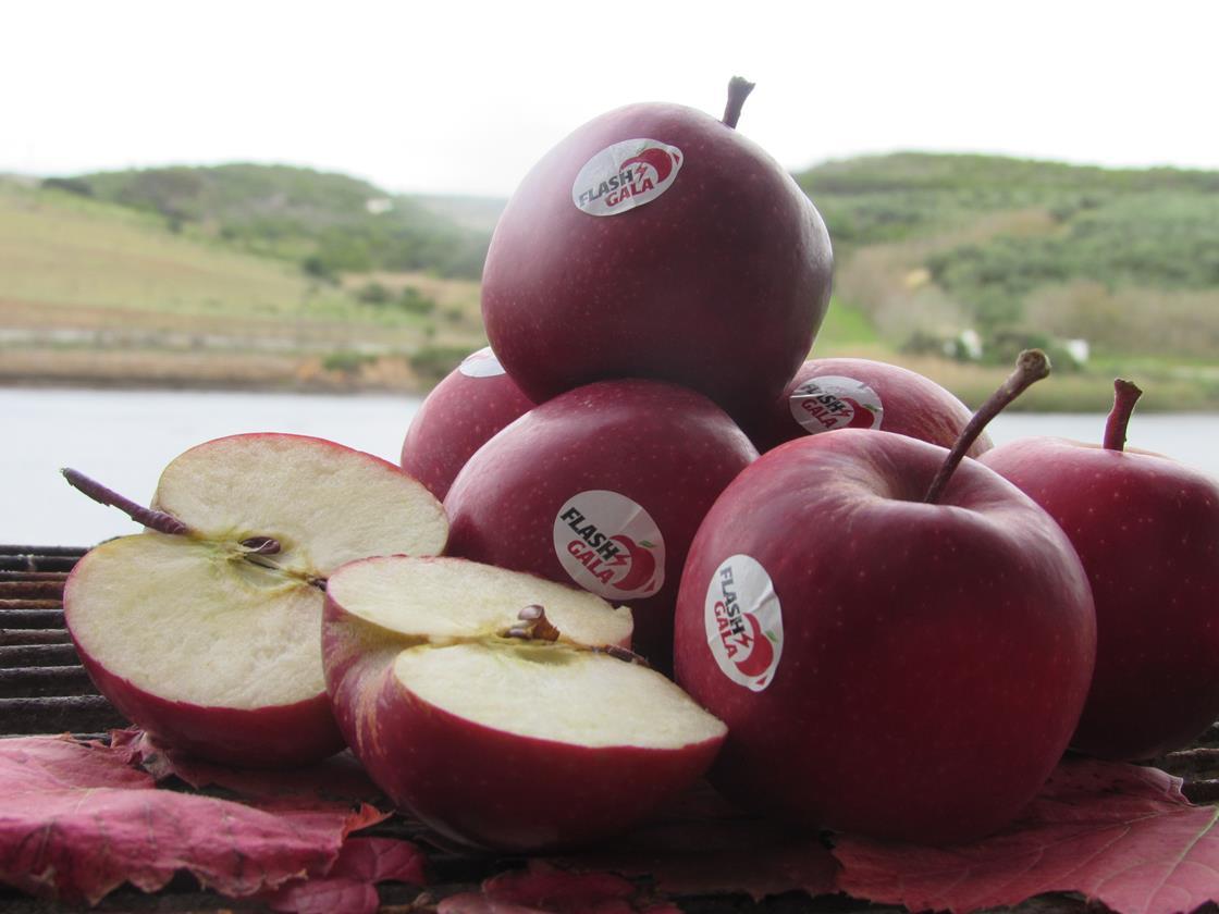Flash Gala turns heads in China market | News | Fruitnet