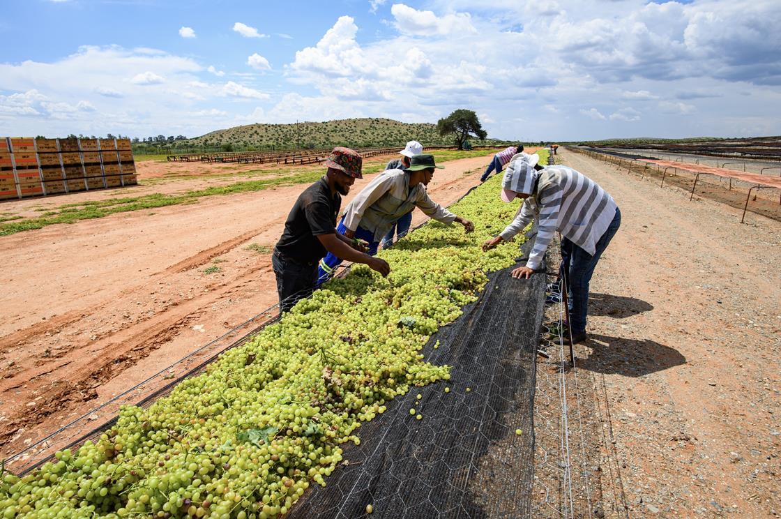 New drying techniques adopted by SA raisin growers | Article | Fruitnet