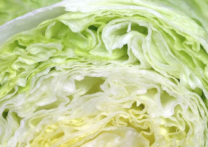 Spanish lettuce exports set to fall | Article | Fruitnet