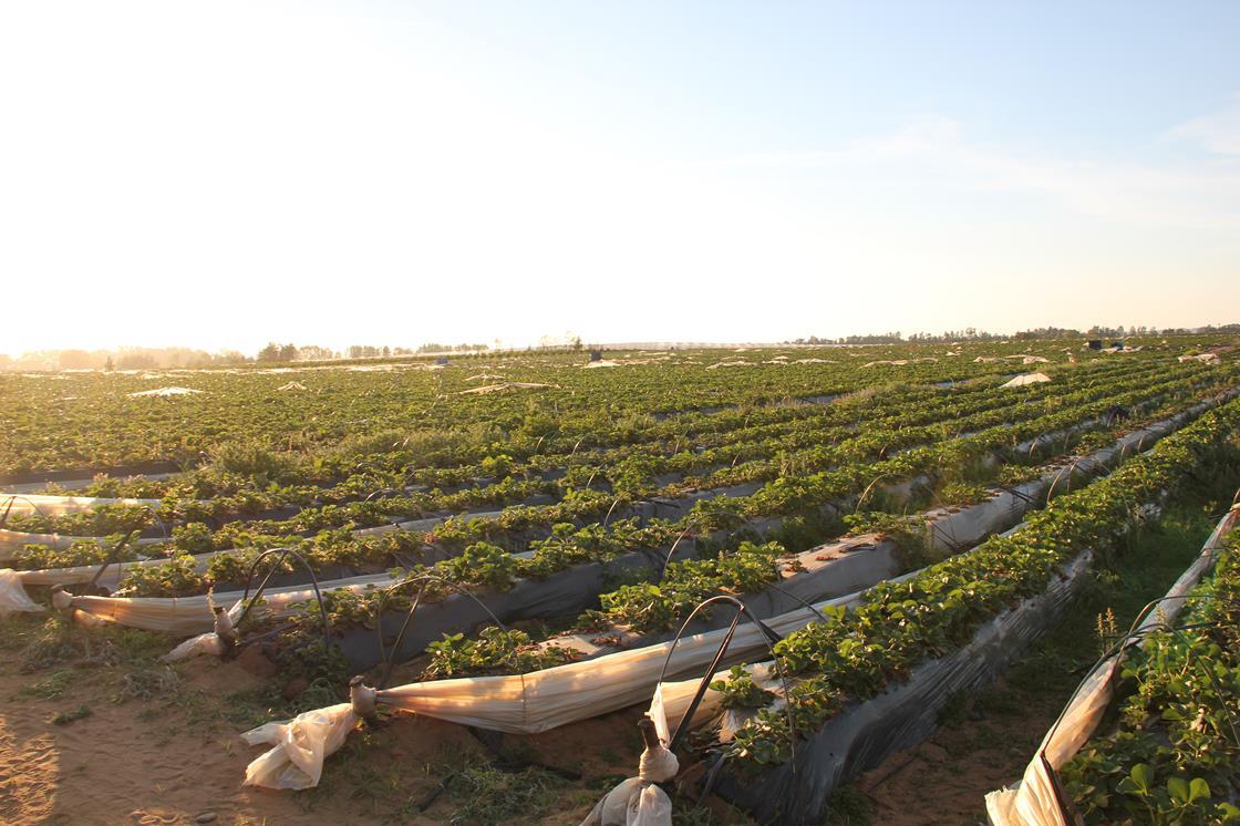 European berry consumers feel the heat from Morocco | News | Fruitnet