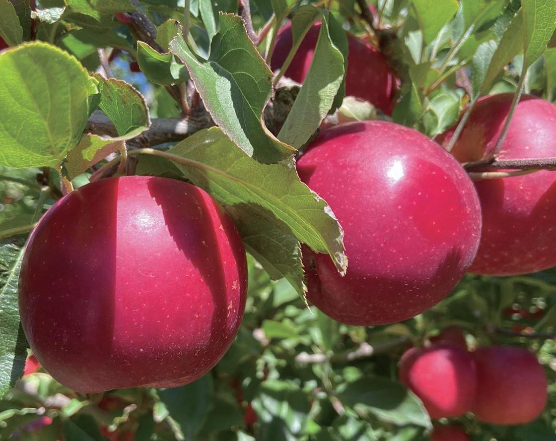 TopFruit celebrates 40 years | News | Fruitnet