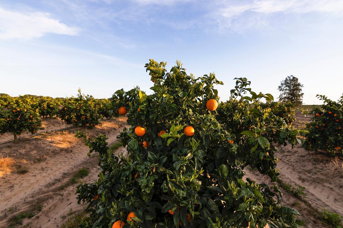Spanish citrus prices rise on shorter crop | News | Fruitnet