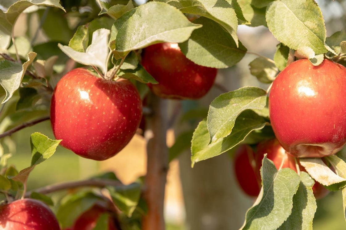 Legendary Fruit buys Gebbers Farms to expand apple and cherry offer ...