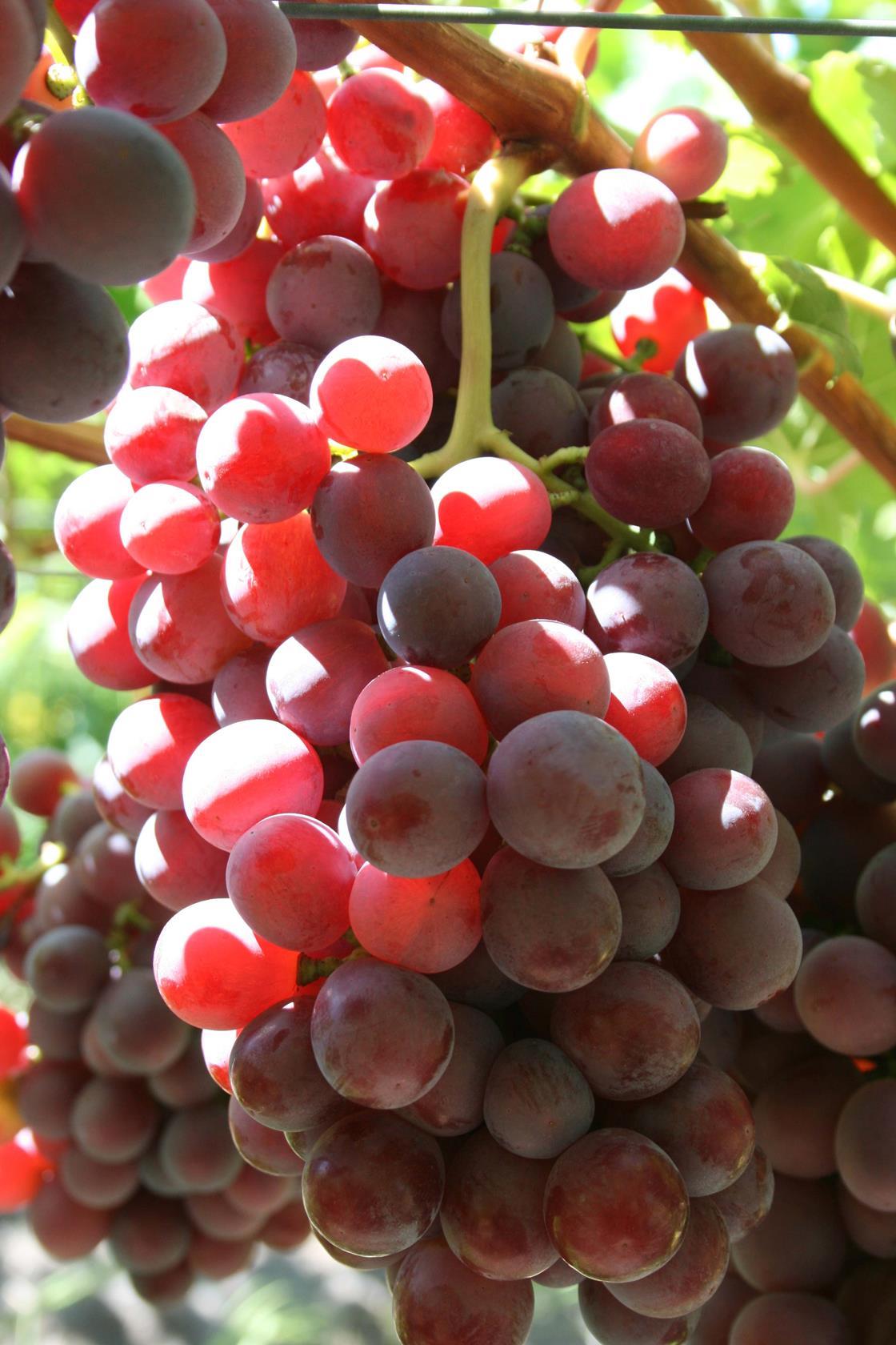 SATI/Südafrika: Leichtes Plus bei Trauben erwartet | Article | Fruitnet