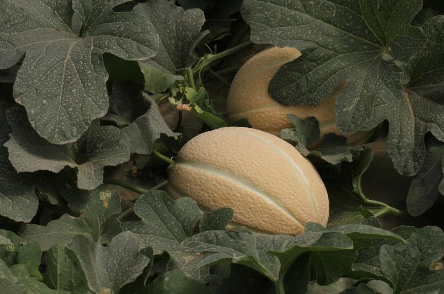 Variety is key for Israeli melons | Article | Fruitnet