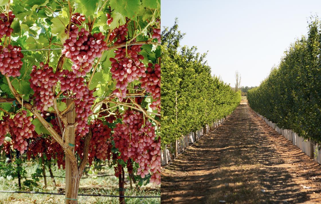 Premier Fresh Australia partners with Cutri Fruit and Camera Group ...