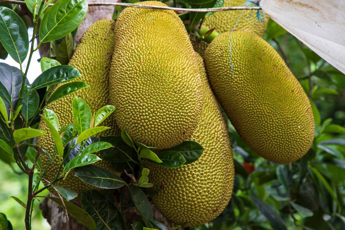 Vietnam and China sign new jackfruit protocol | News | Fruitnet