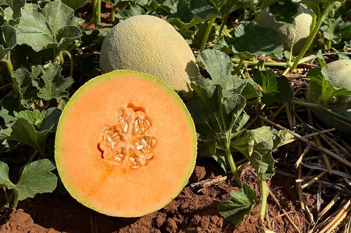 Australian melons chase bigger slice of Asia | News | Fruitnet