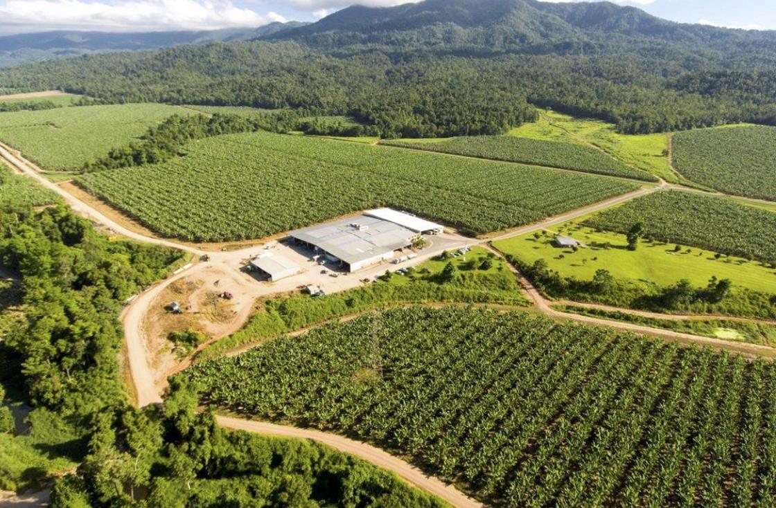 Mackay Farming Group up for sale | News | Fruitnet