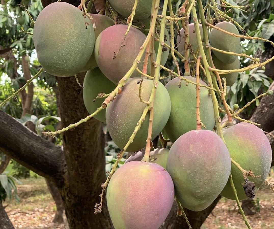 Manga Rica makes most of Peruvian mango shortage | News | Fruitnet
