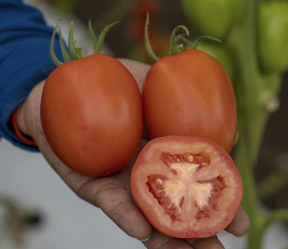 HM Clause launches its first ToBRFV resistant tomato varieties ...
