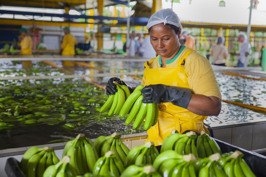 Fairtrade farmers prepare for climate change | News | Fruitnet