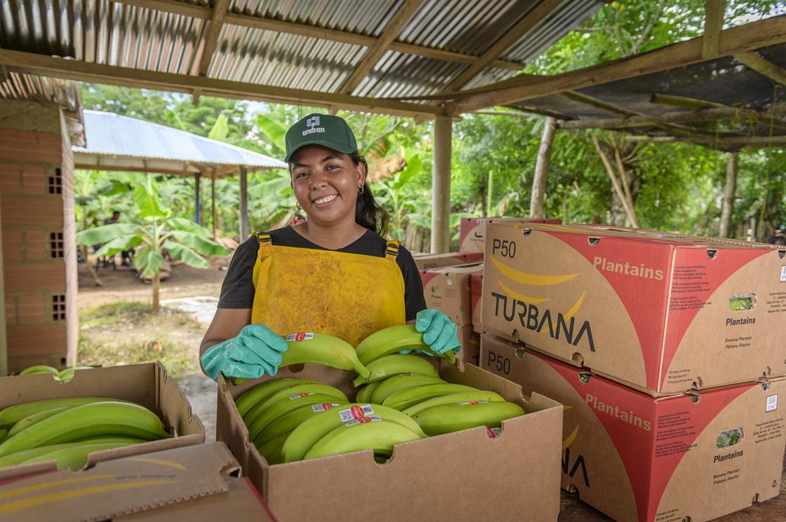 Colombia’s banana exports head back to normality | News | Fruitnet