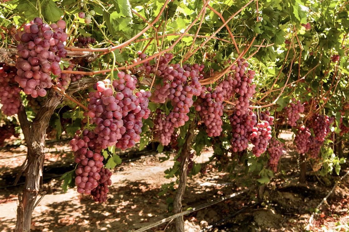 California table grape season underway | News | Fruitnet