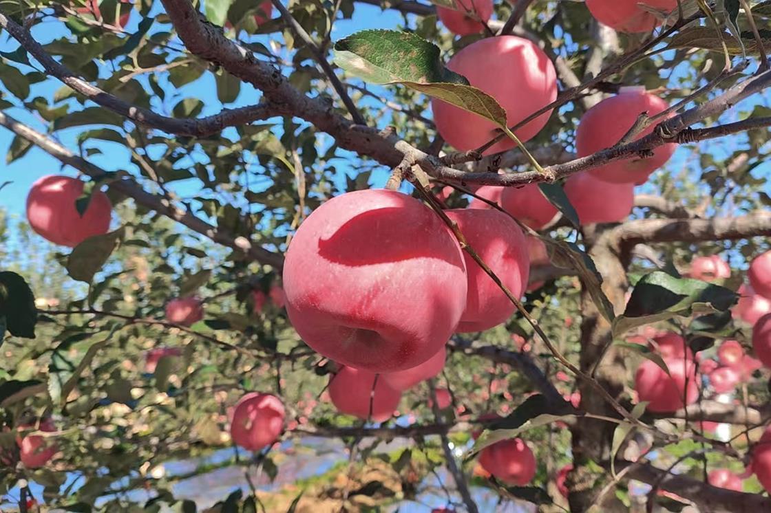 China’s apple production to drop 5 per cent this season | News | Fruitnet