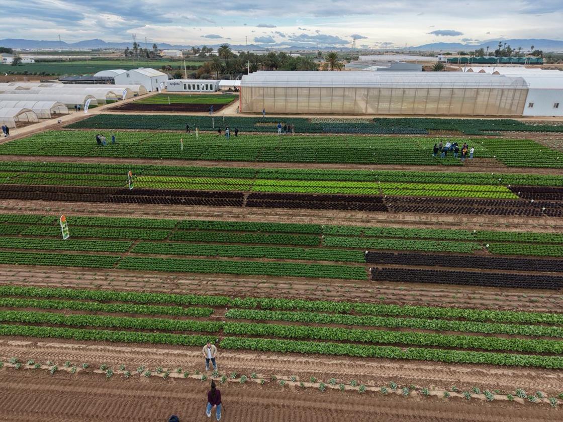 Syngenta presents innovations in leafy crops and brassicas | News ...