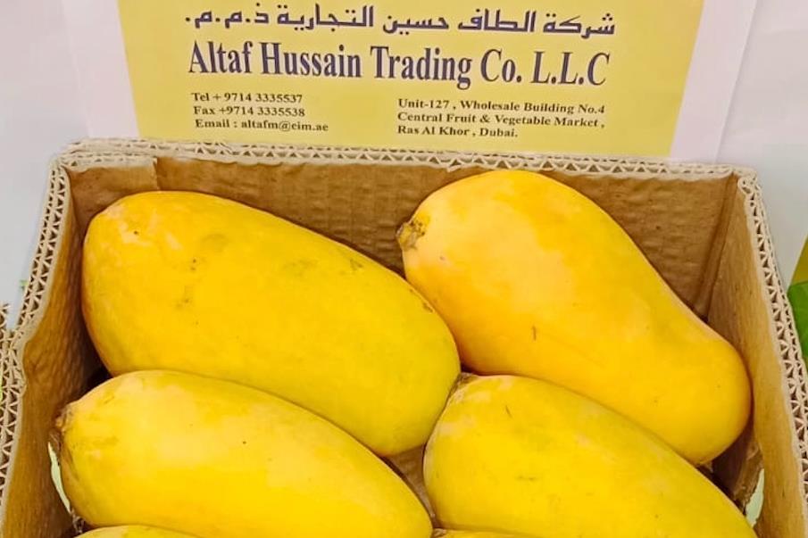 Strong Pakistani mango volumes head to Dubai despite climate challenges ...
