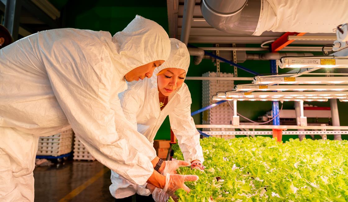 Urban Farming Partners Singapore opens first facility | Article | Fruitnet