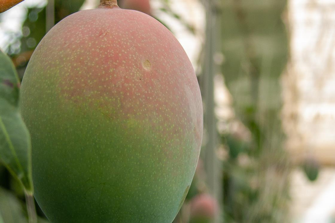 Korea prepares for growth in subtropical crops | News | Fruitnet